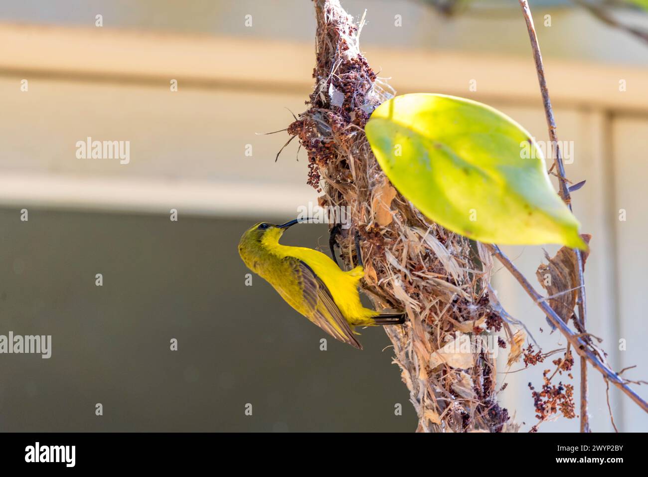 A garden sunbird (Cinnyris jugularis), previously known as the olive ...