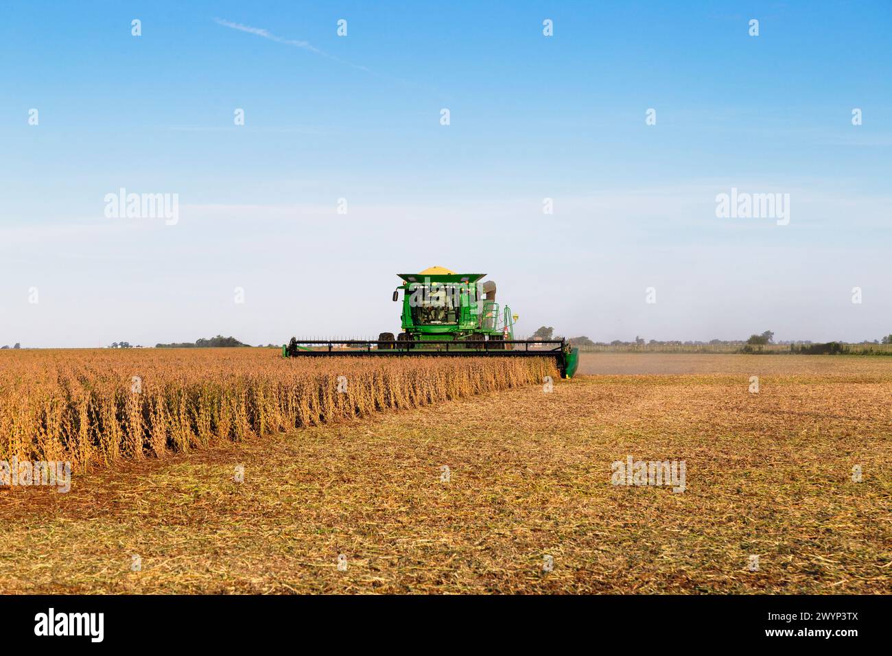 Soybean harvest. Modern industrial combine harvester harvesting in a ...