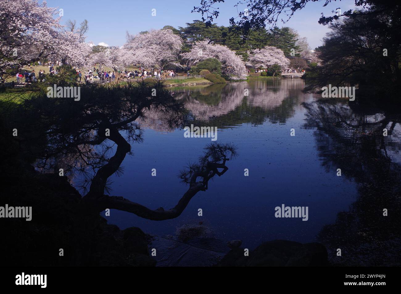 Cherry Blossom in Full Bloom in Tokyo, Japan Stock Photo - Alamy