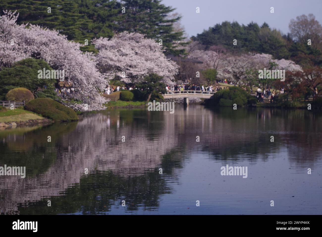 Cherry Blossom in Full Bloom in Tokyo, Japan Stock Photo - Alamy