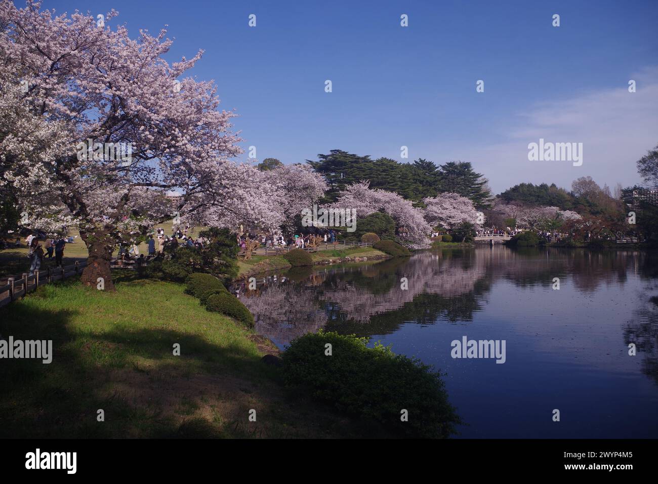 Cherry Blossom in Full Bloom in Tokyo, Japan Stock Photo - Alamy