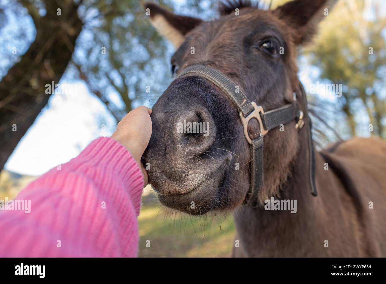 A hand stroking mule in enclosure on animal farm Stock Photo - Alamy