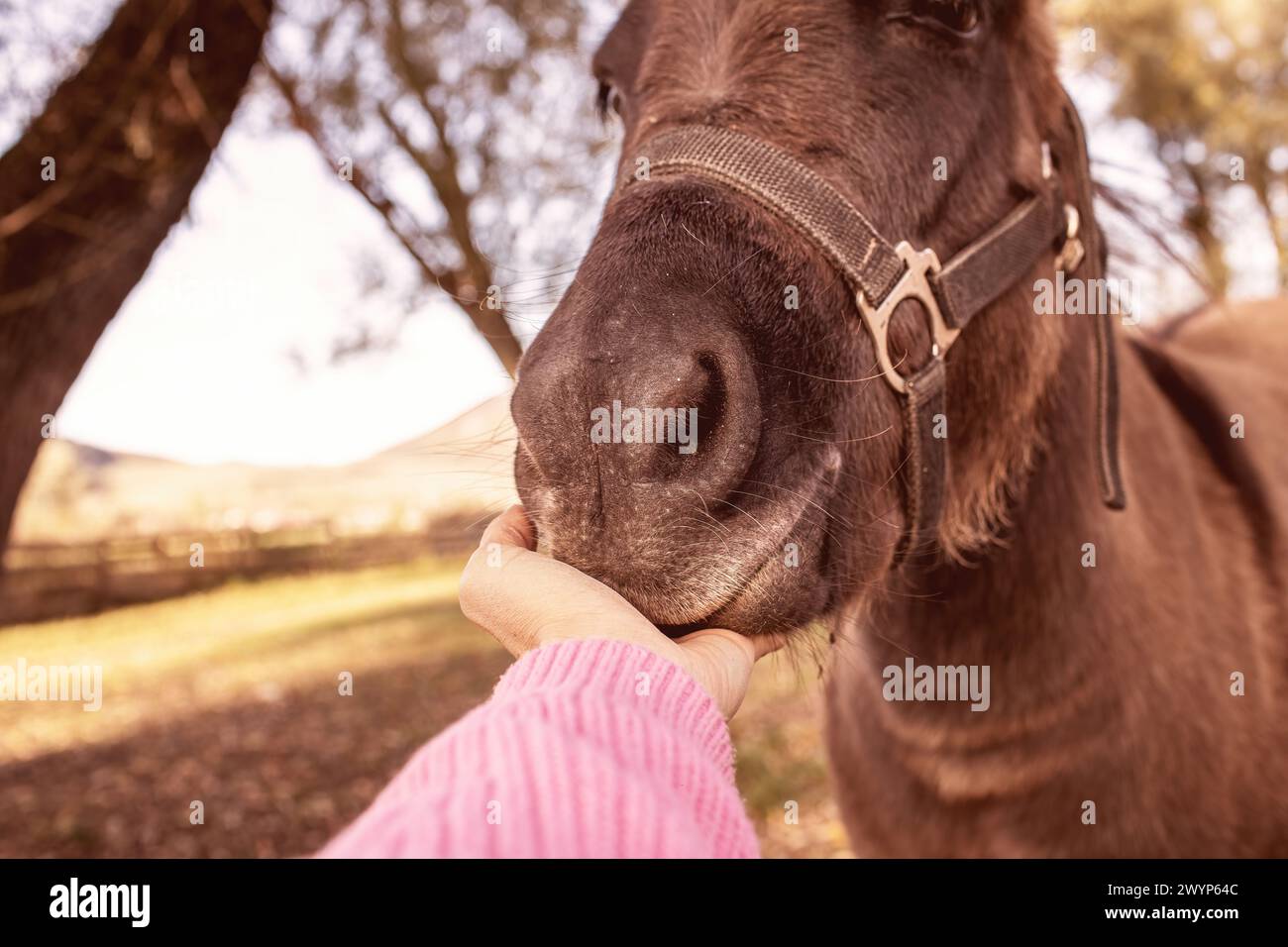A hand stroking mule in enclosure on animal farm Stock Photo - Alamy