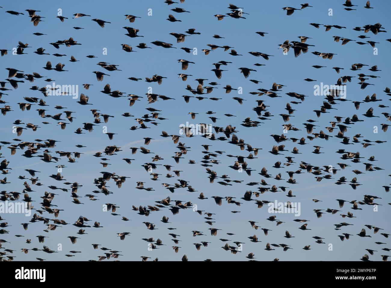Spring bird migration in Sallisaw, Oklahoma. (USA Stock Photo - Alamy