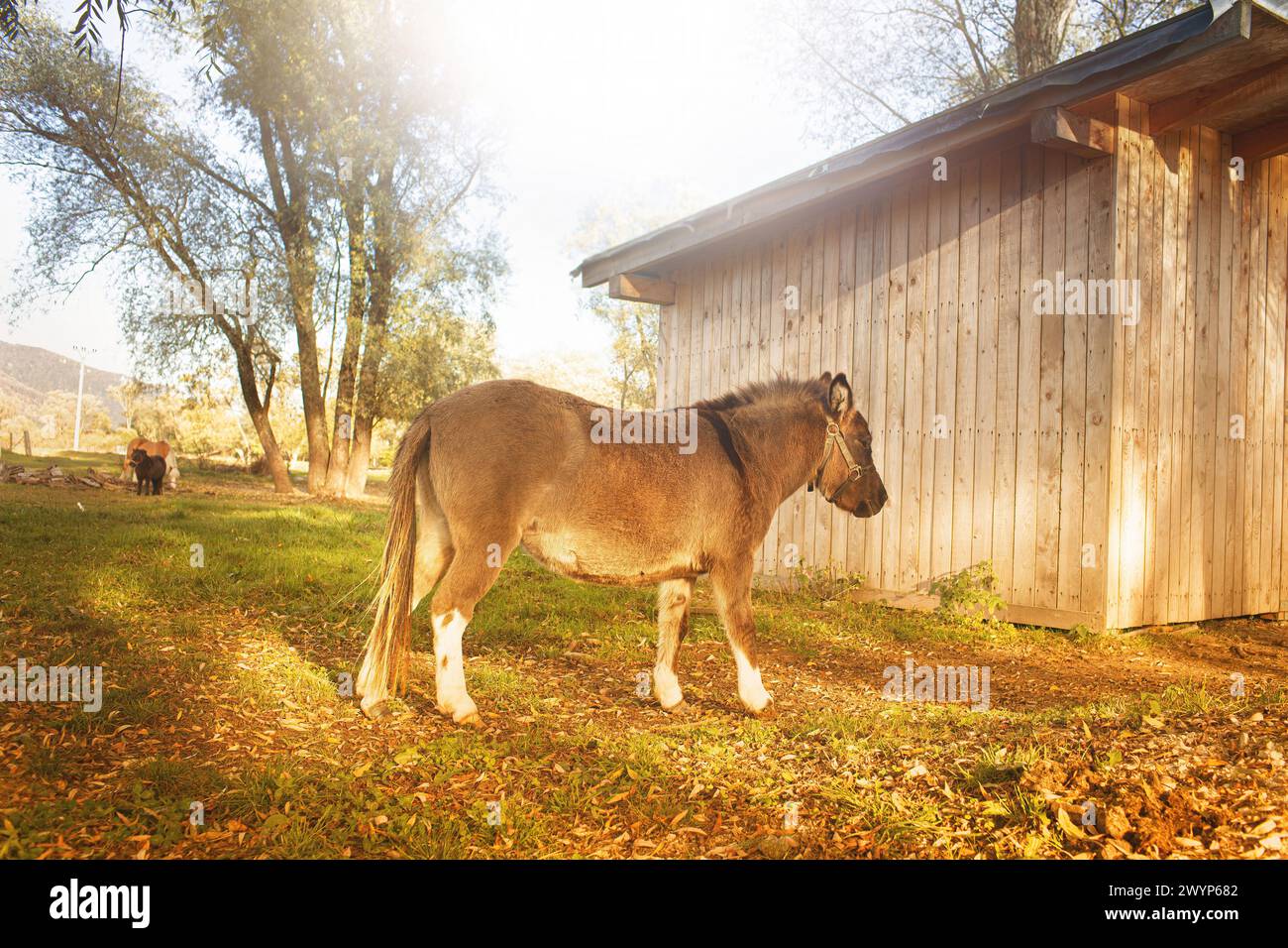 Horse in zoo enclosure on hi-res stock photography and images - Alamy