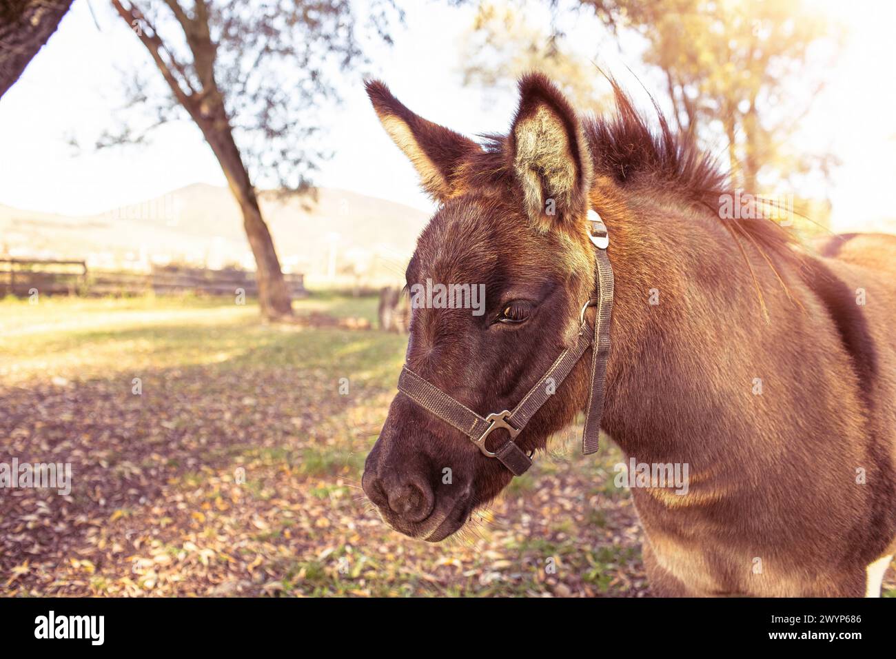 A mule in enclosure on animal farm Stock Photo - Alamy