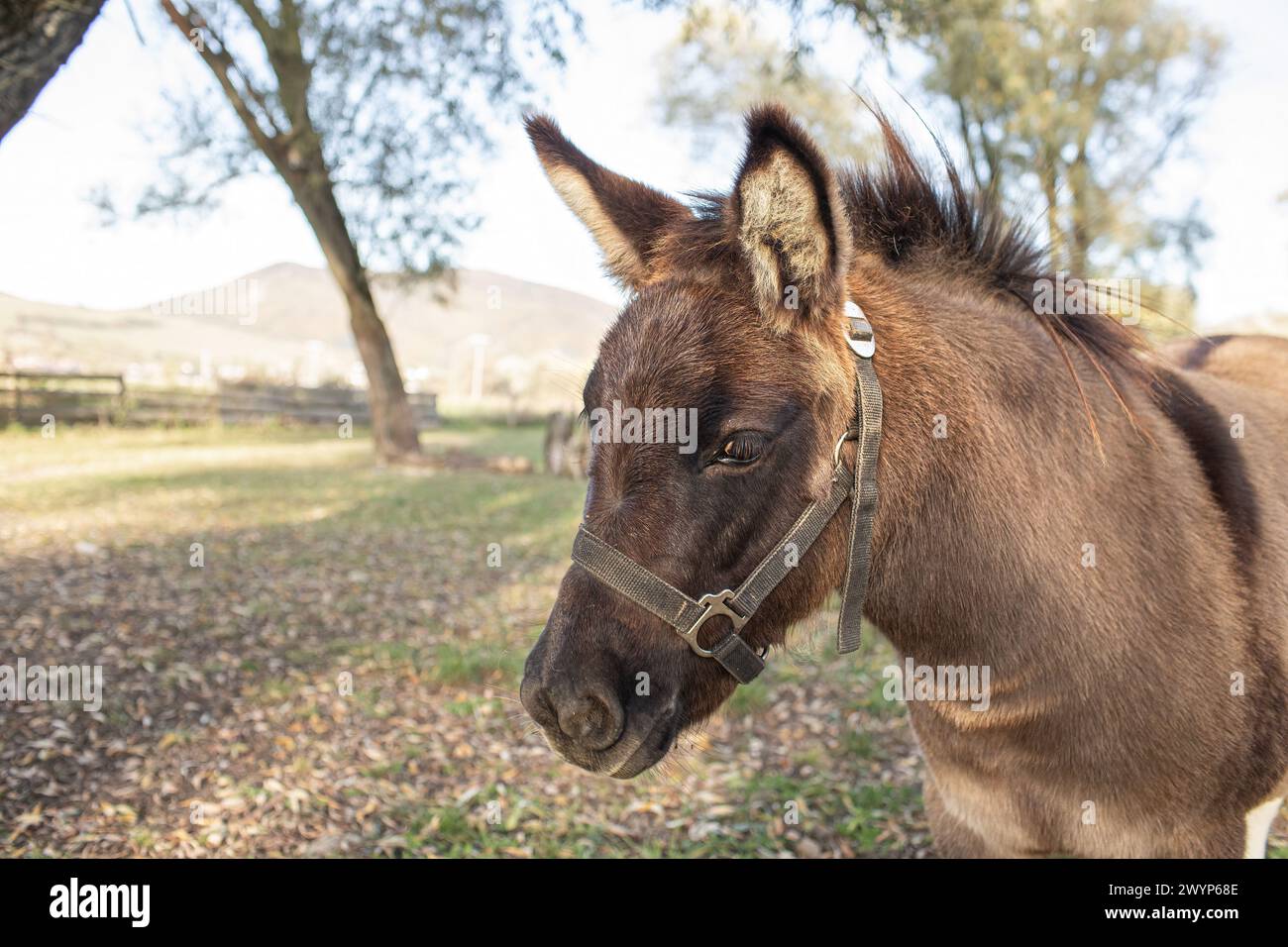 A mule in enclosure on animal farm Stock Photo - Alamy
