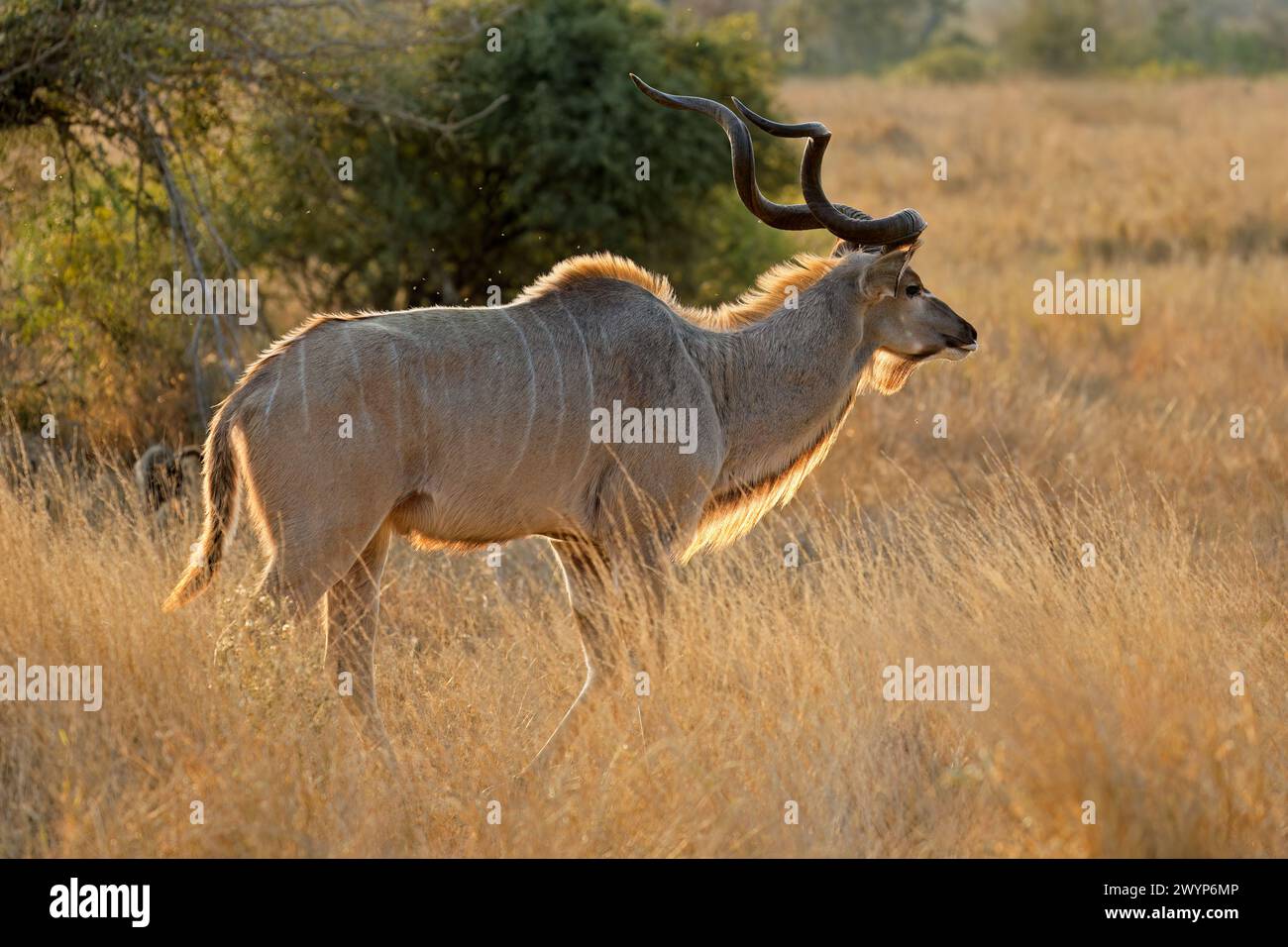 Backlit animal hi-res stock photography and images - Alamy
