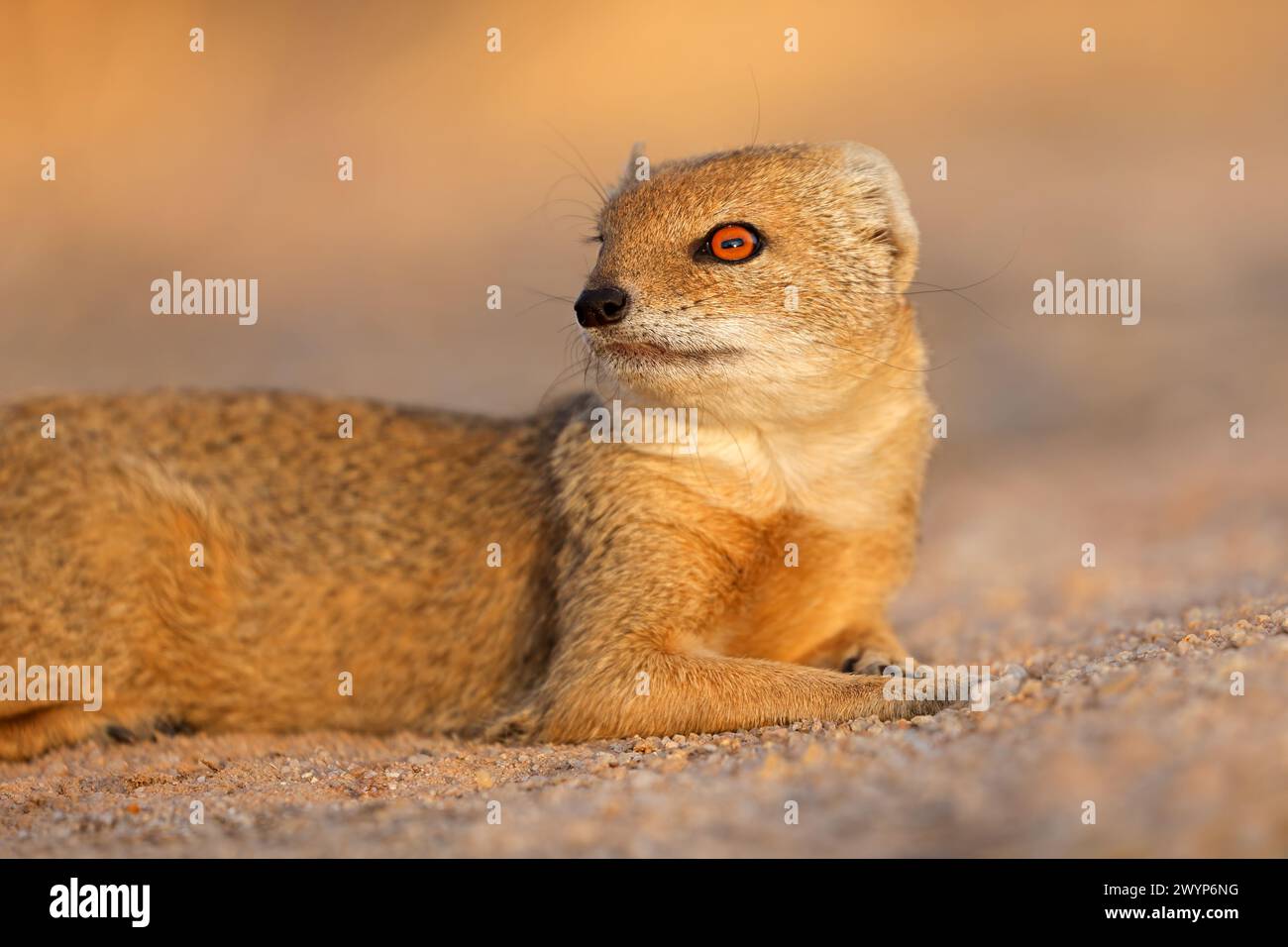 Mongoose eyes hi-res stock photography and images - Alamy