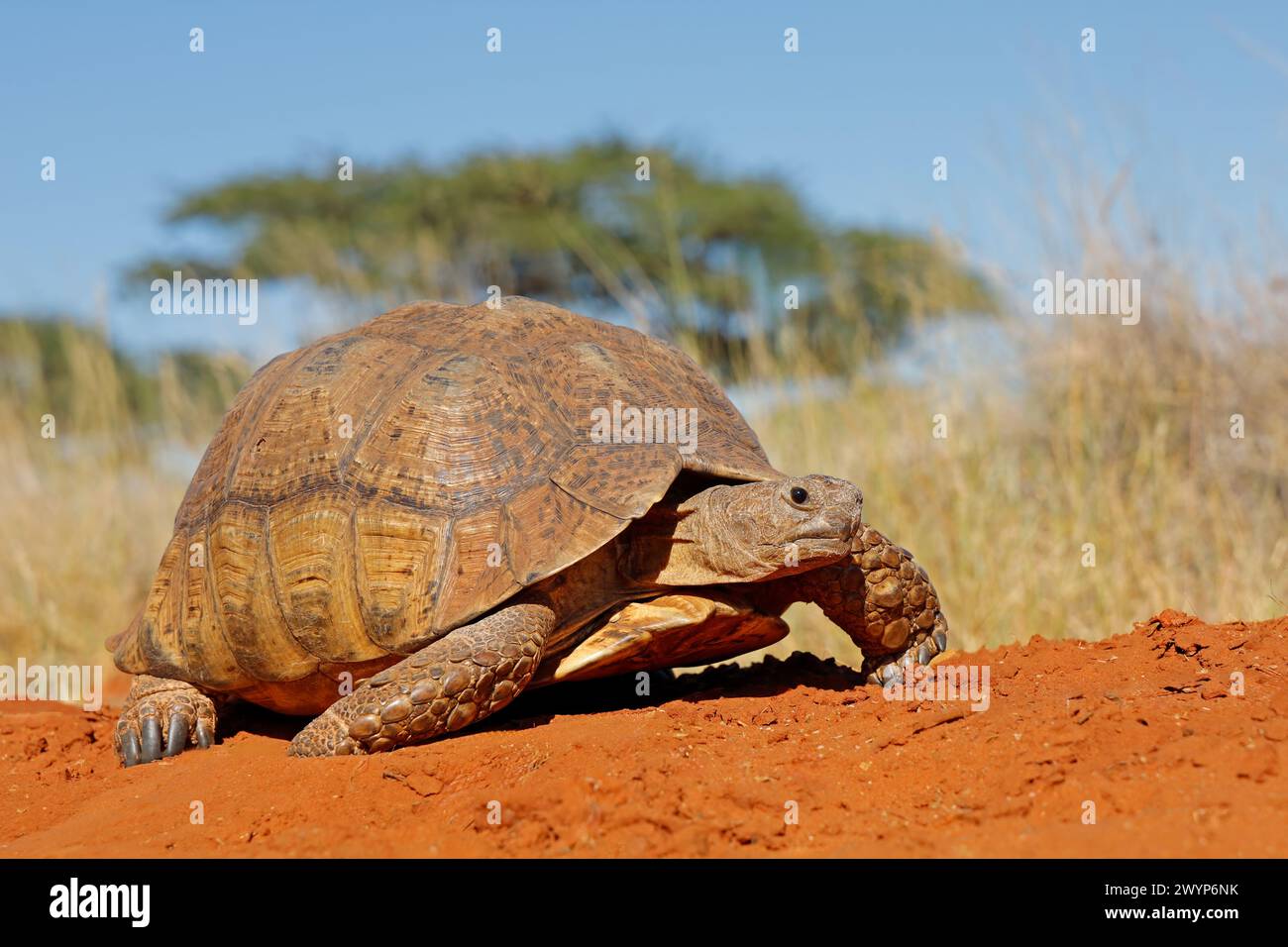 A leopard tortoise (Stigmochelys pardalis) in natural habitat, South ...