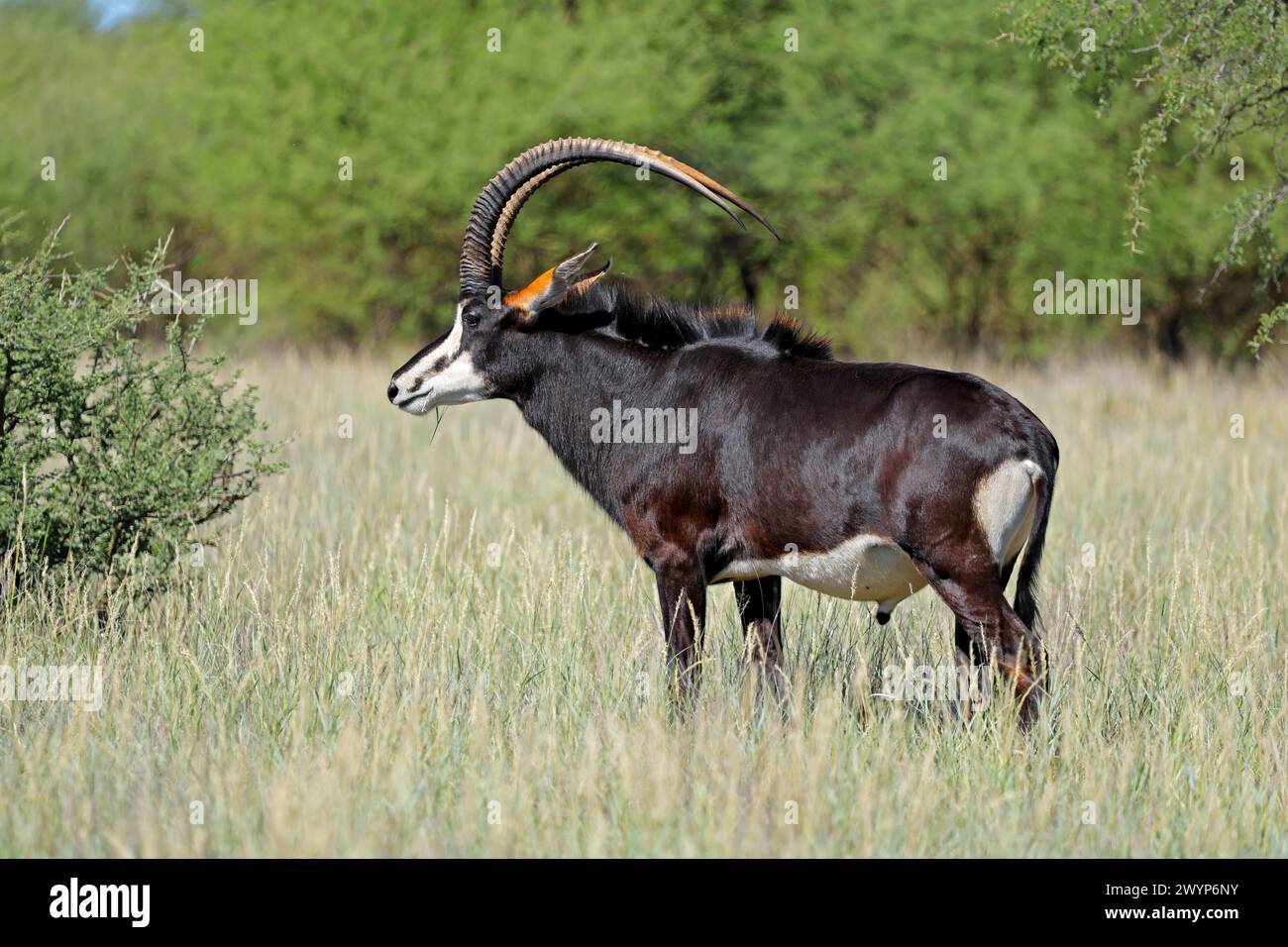 A magnificent sable antelope (Hippotragus niger) bull in natural ...
