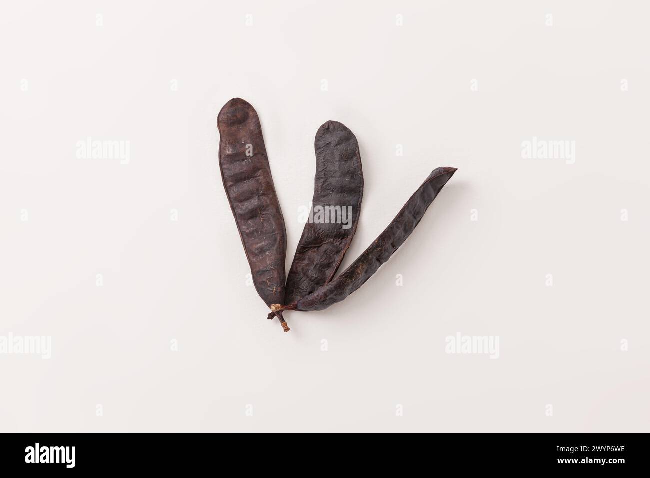 Gleditsia fruit or Thorny Honey Locust isolated on white background ...