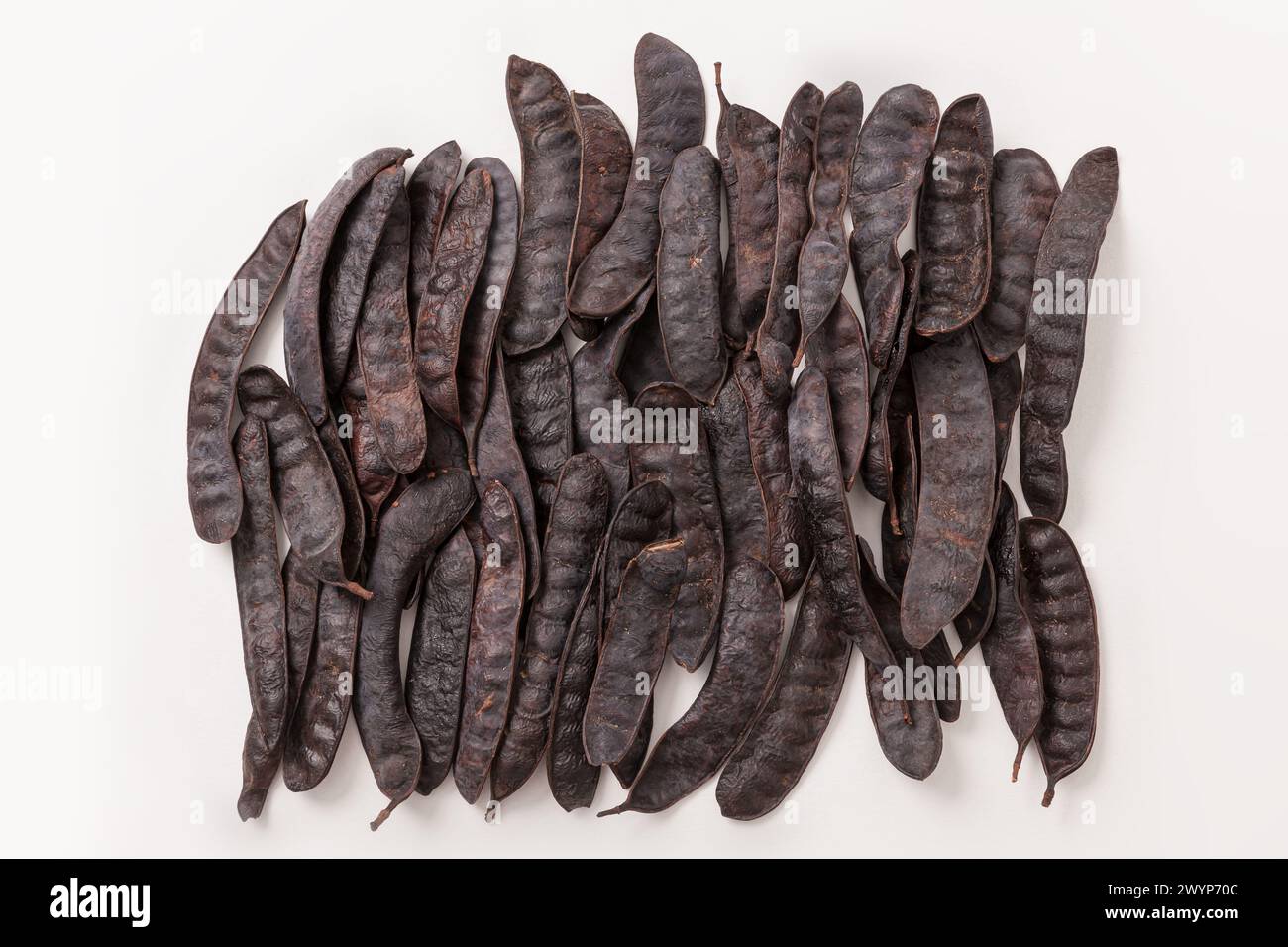 Gleditsia fruit or Thorny Honey Locust isolated on white background ...