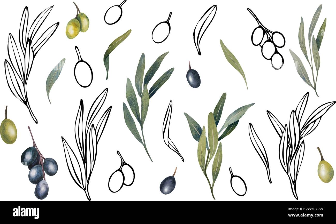 Vector olive tree branch with leaves and olives fruit. Hand painted ...