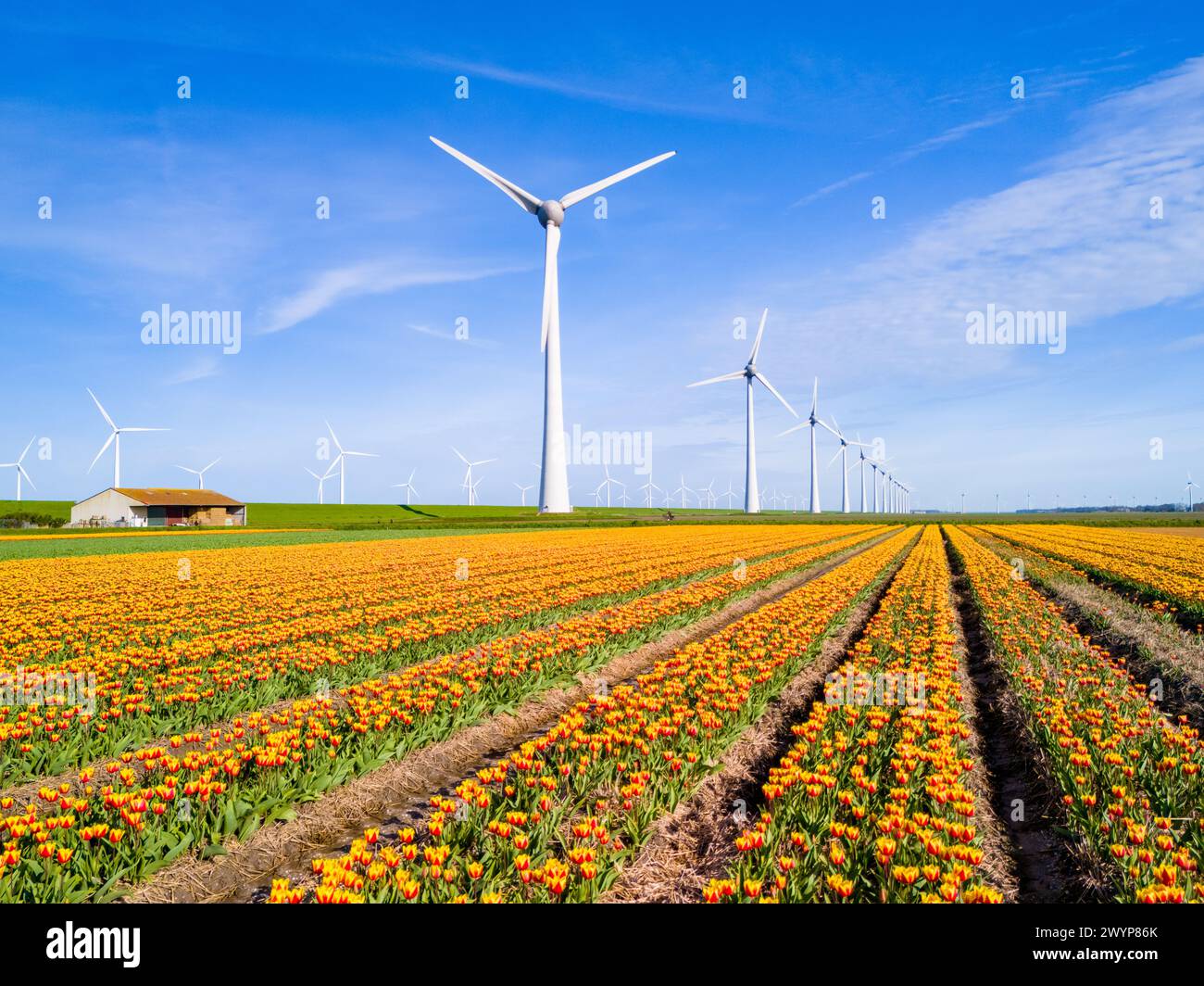 A colorful sea of tulips, with towering windmills in the distance ...
