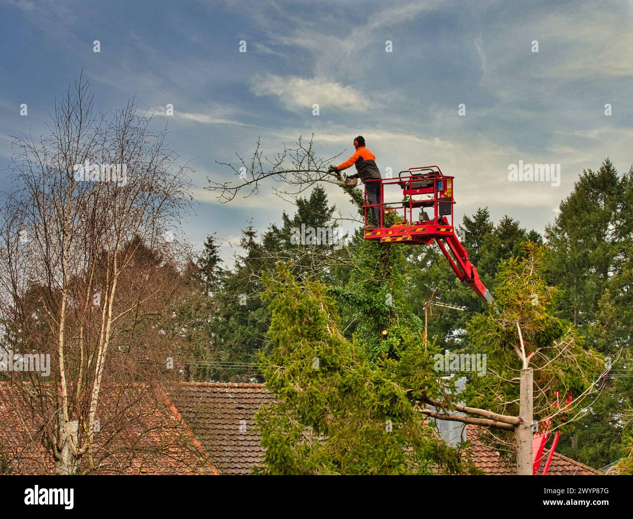 Unidentified pruner in red cherry picker cutting top of tree with ...