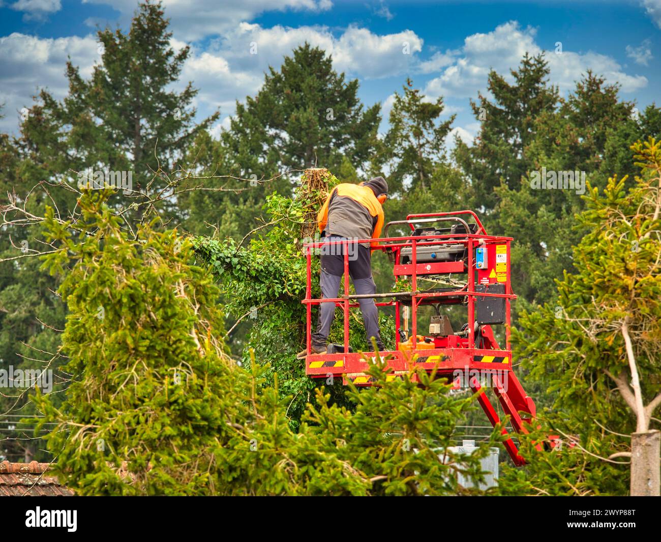 Unidentified pruner in red cherry picker cutting top of tree with ...