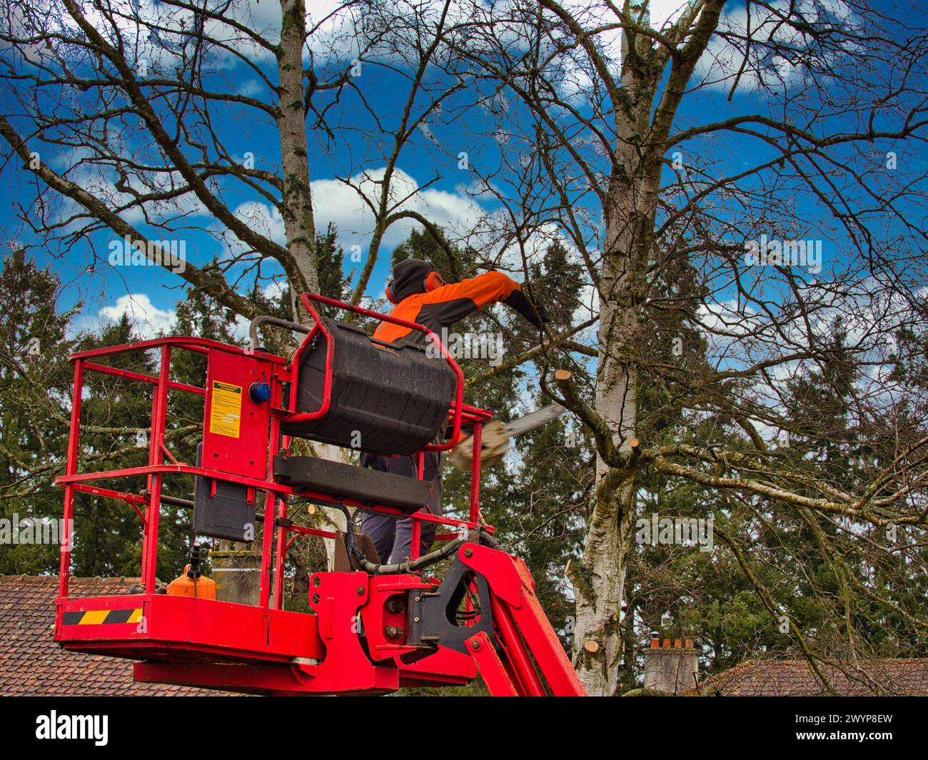 Unidentified pruner in red cherry picker cutting top of tree with ...