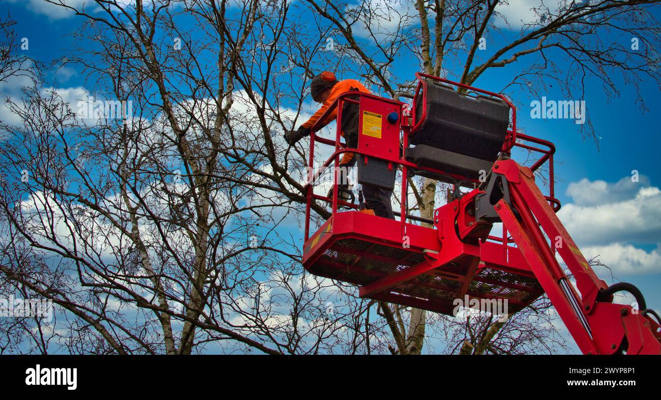 Unidentified pruner in red cherry picker cutting top of tree with ...