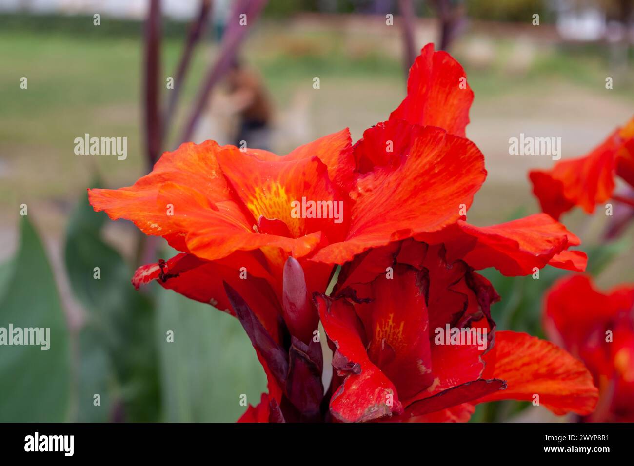 Indian shot flowers. Canna indica, commonly known as Indian shot Stock ...