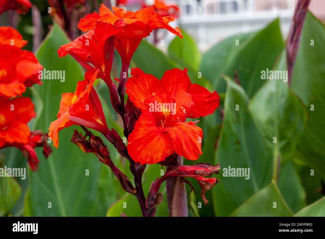 Indian shot flowers. Canna indica, commonly known as Indian shot Stock ...