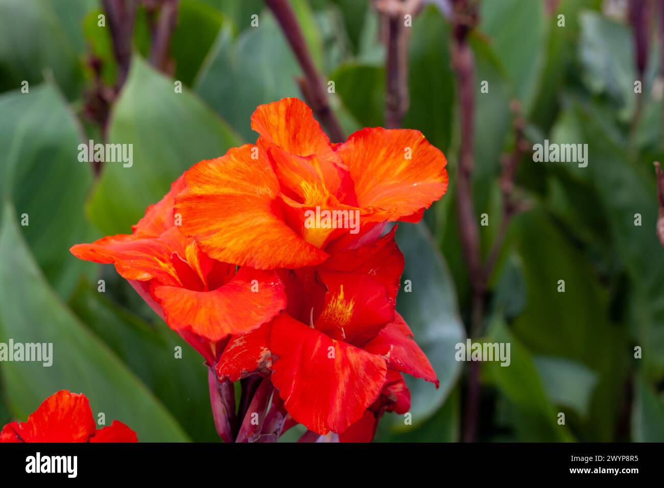 Indian shot flowers. Canna indica, commonly known as Indian shot Stock ...