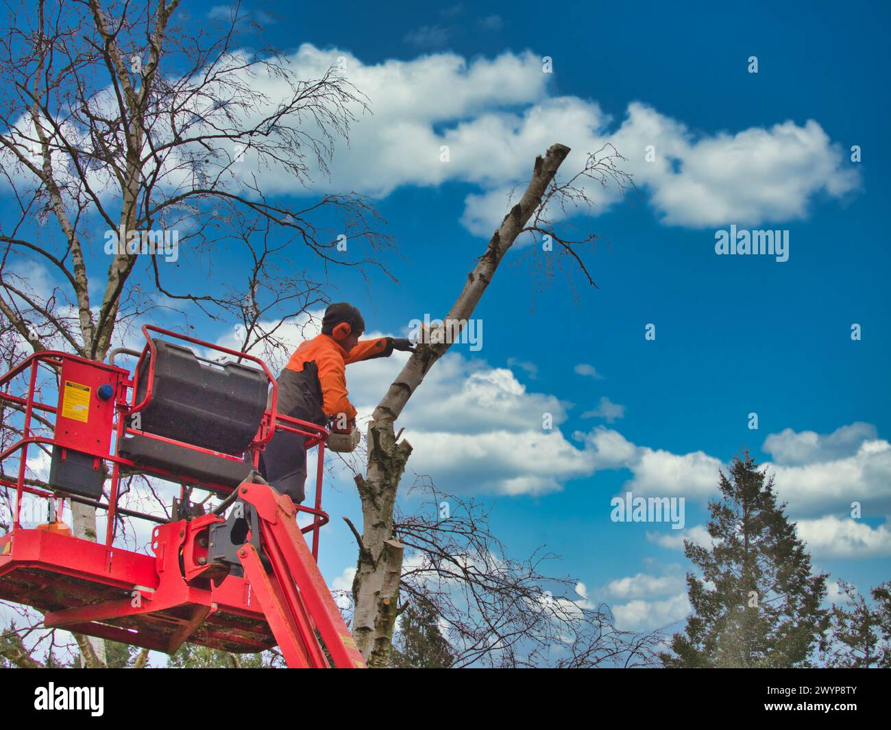 Unidentified pruner in red cherry picker cutting top of tree with ...