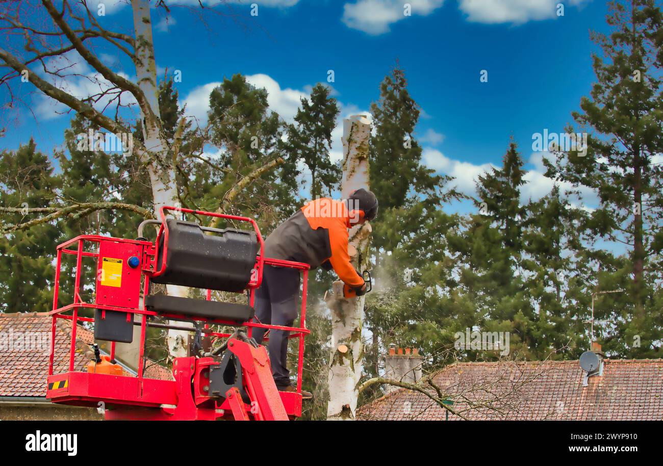 Unidentified pruner in red cherry picker cutting top of tree with ...