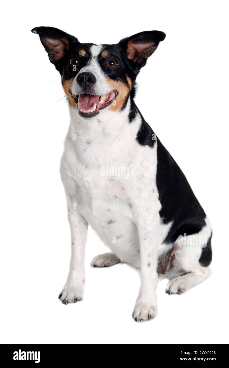 Happy Rat terrier puppy dog is sitting, isolated on a white background ...