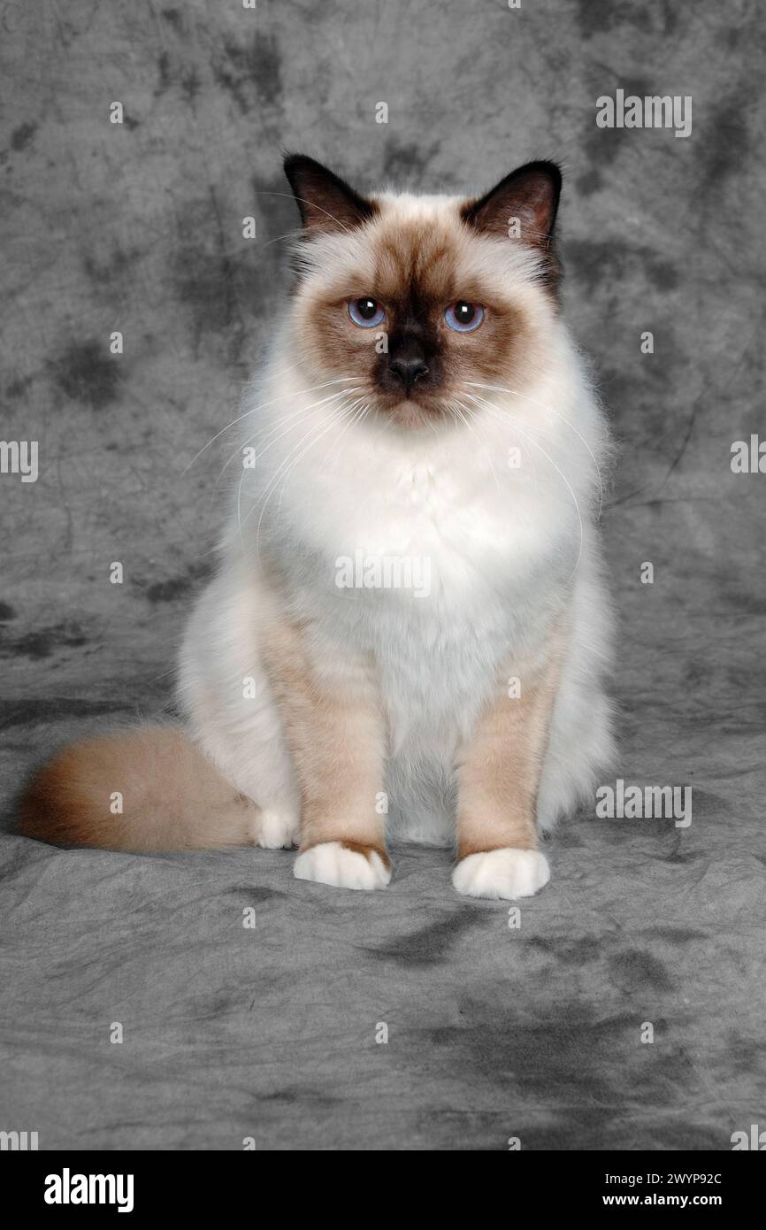 Sad Holy Birman cat sitting down Stock Photo - Alamy