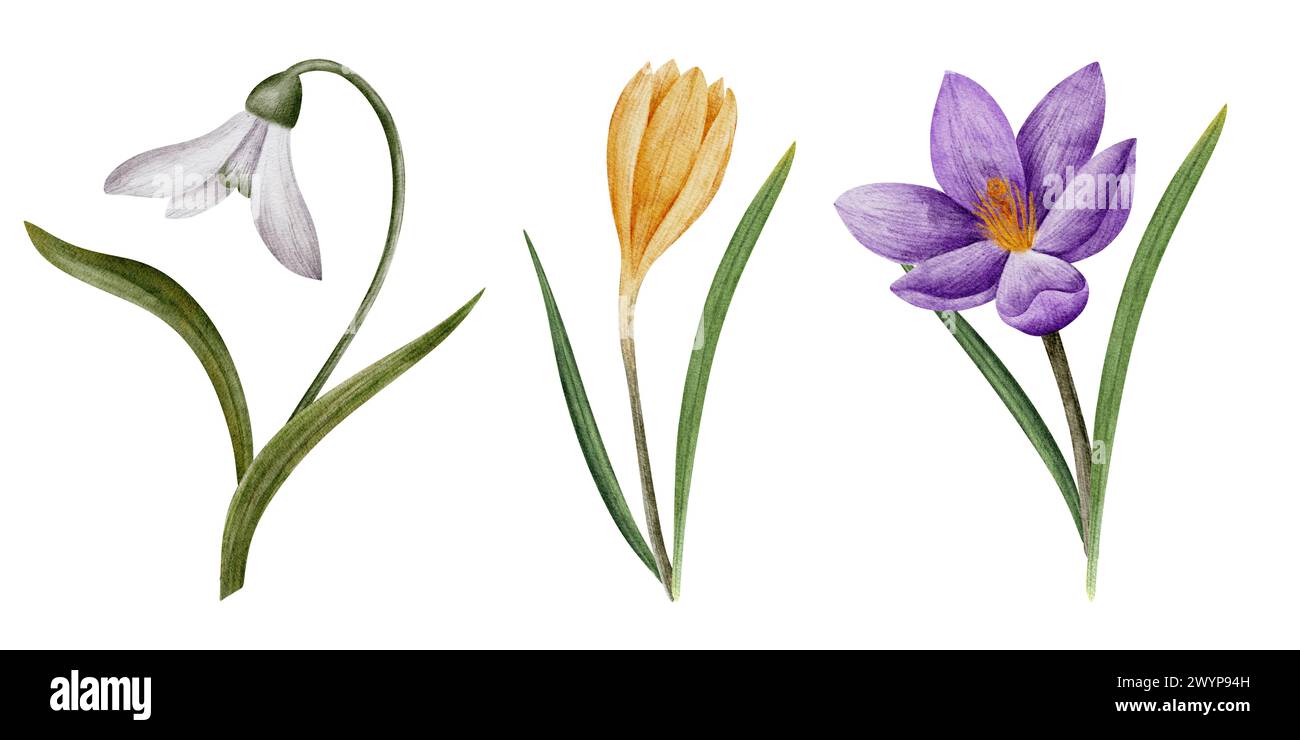 crocus and snowdrop flowers, watercolor art, isolated on white. Hand ...