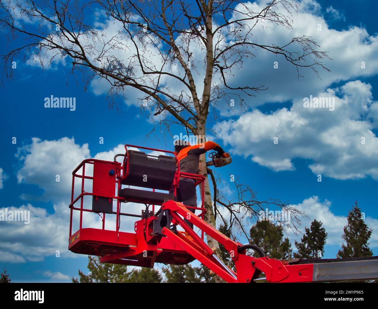 Unidentified pruner in red cherry picker cutting top of tree with ...