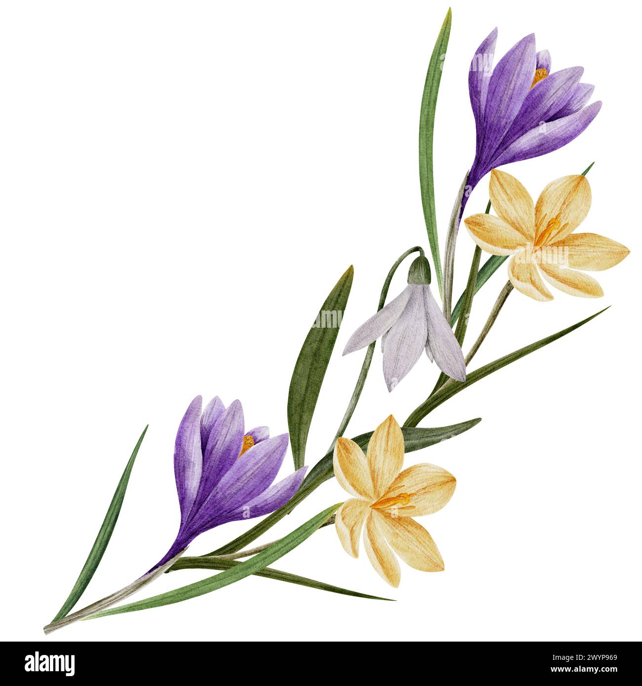crocus and snowdrop flower bouquet, watercolor art, isolated on white ...