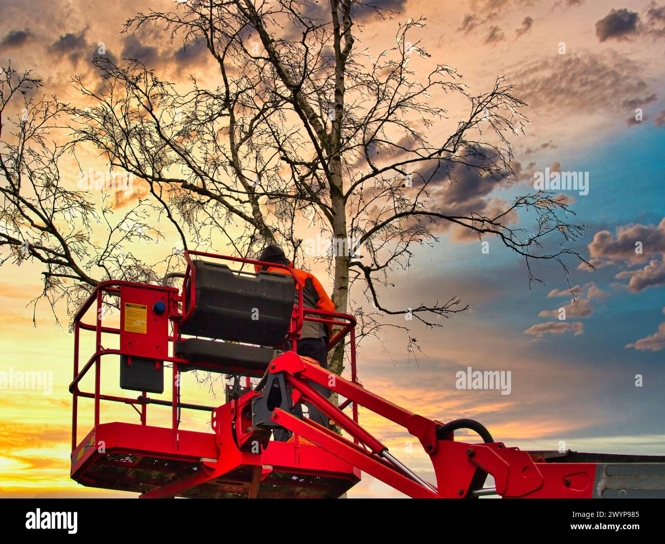 Unidentified pruner in red cherry picker cutting top of tree with ...