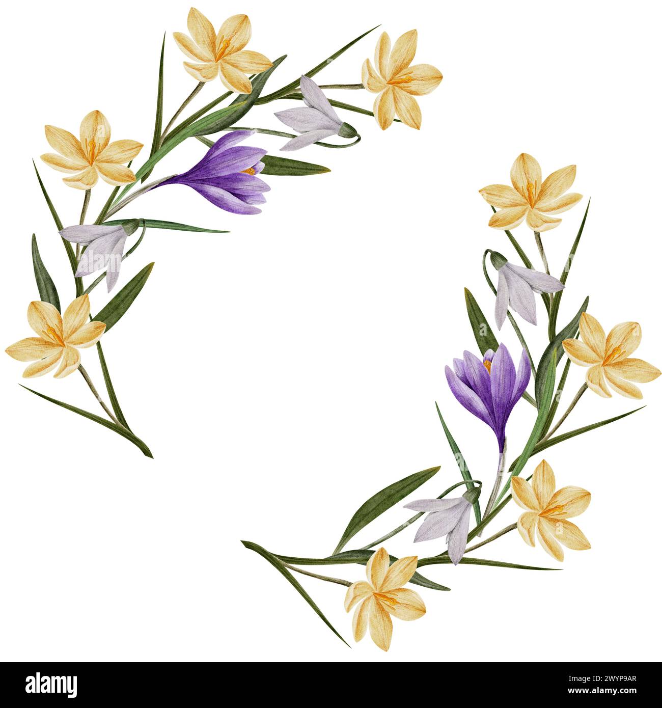 crocus and snowdrop flower template, watercolor art, isolated on white ...