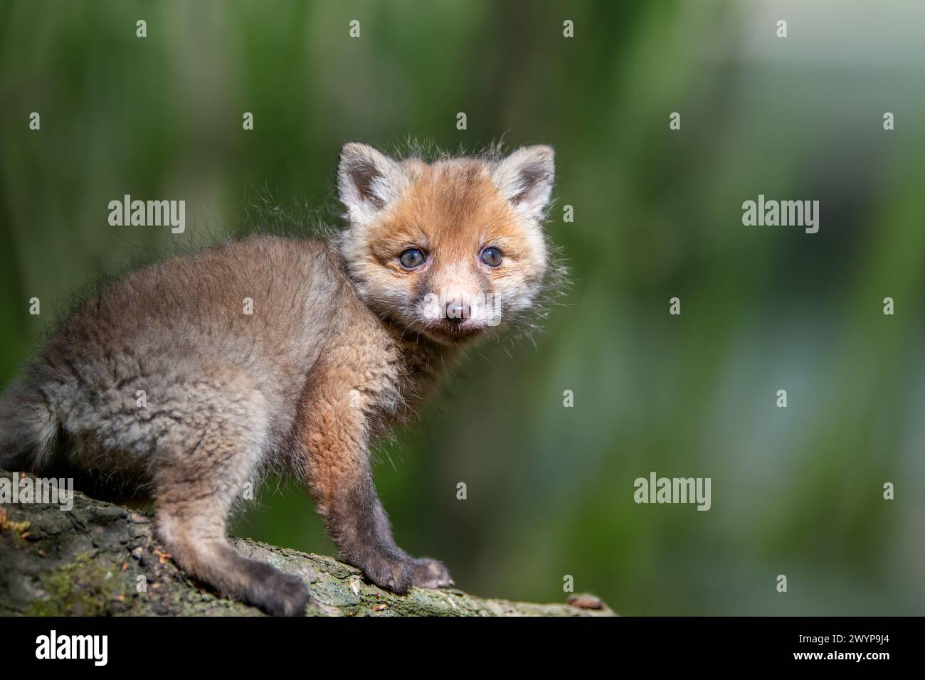 Red fox, vulpes vulpes, small young cub in forest. Cute little wild ...