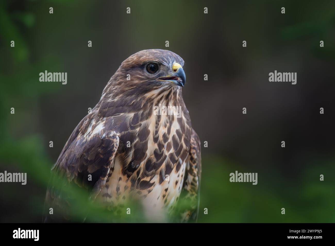 Steppe eagle portrait in forest. Danger animal in nature habitat ...