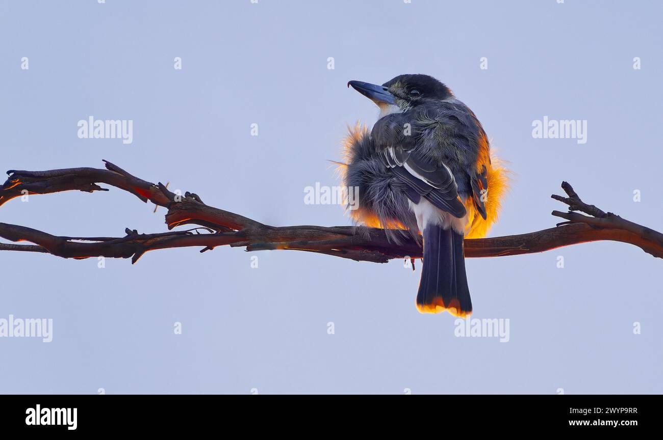 A Grey Butcherbird (Cracticus torquatus ssp. cinereus) perched on a ...