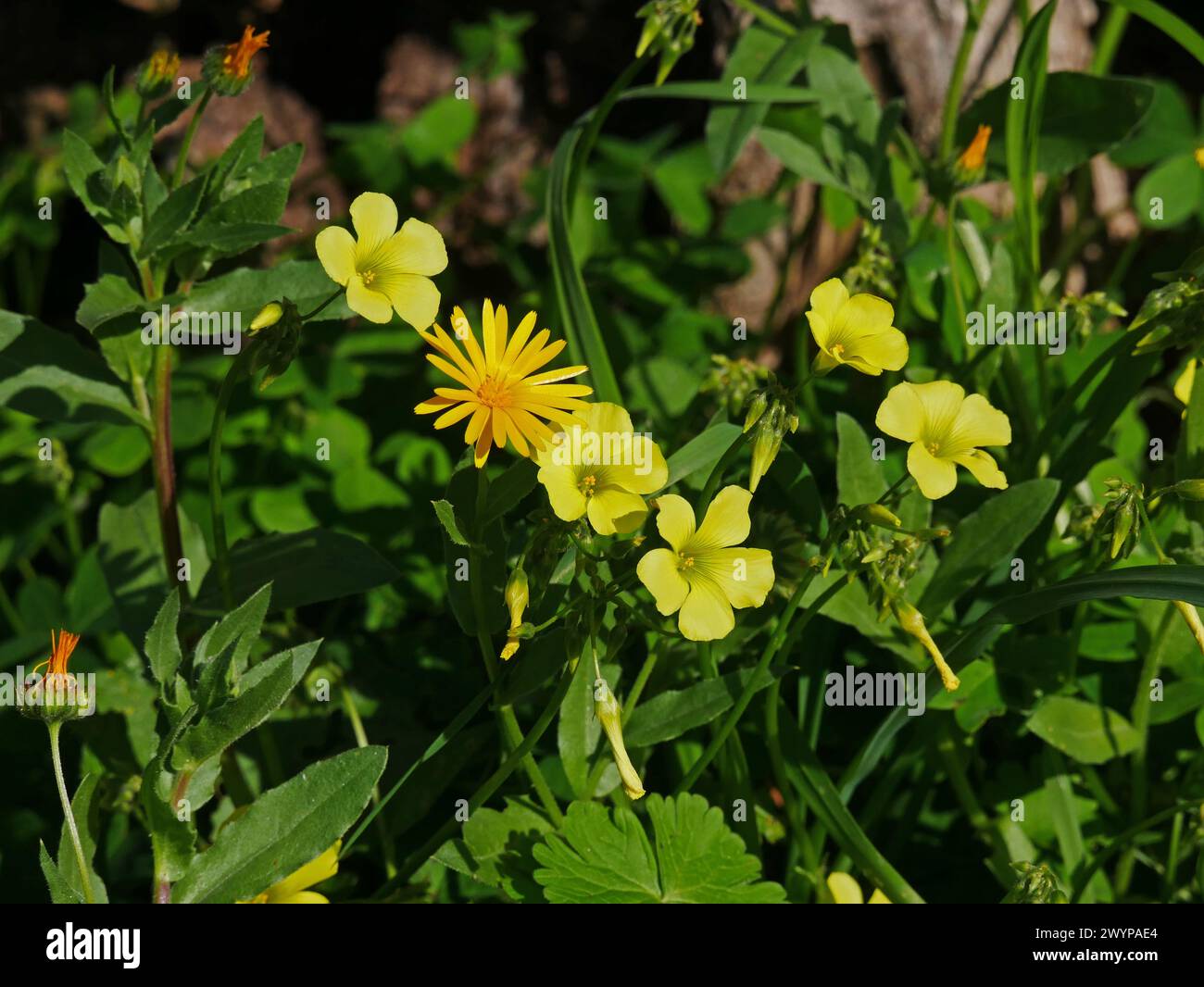 Oxalis pes caparae hi-res stock photography and images - Alamy