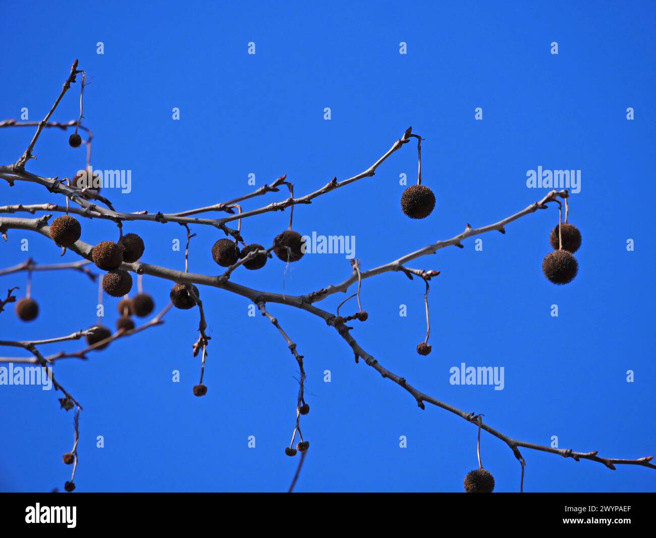 Plane tree (platanus acerifolia) fruits Stock Photo - Alamy