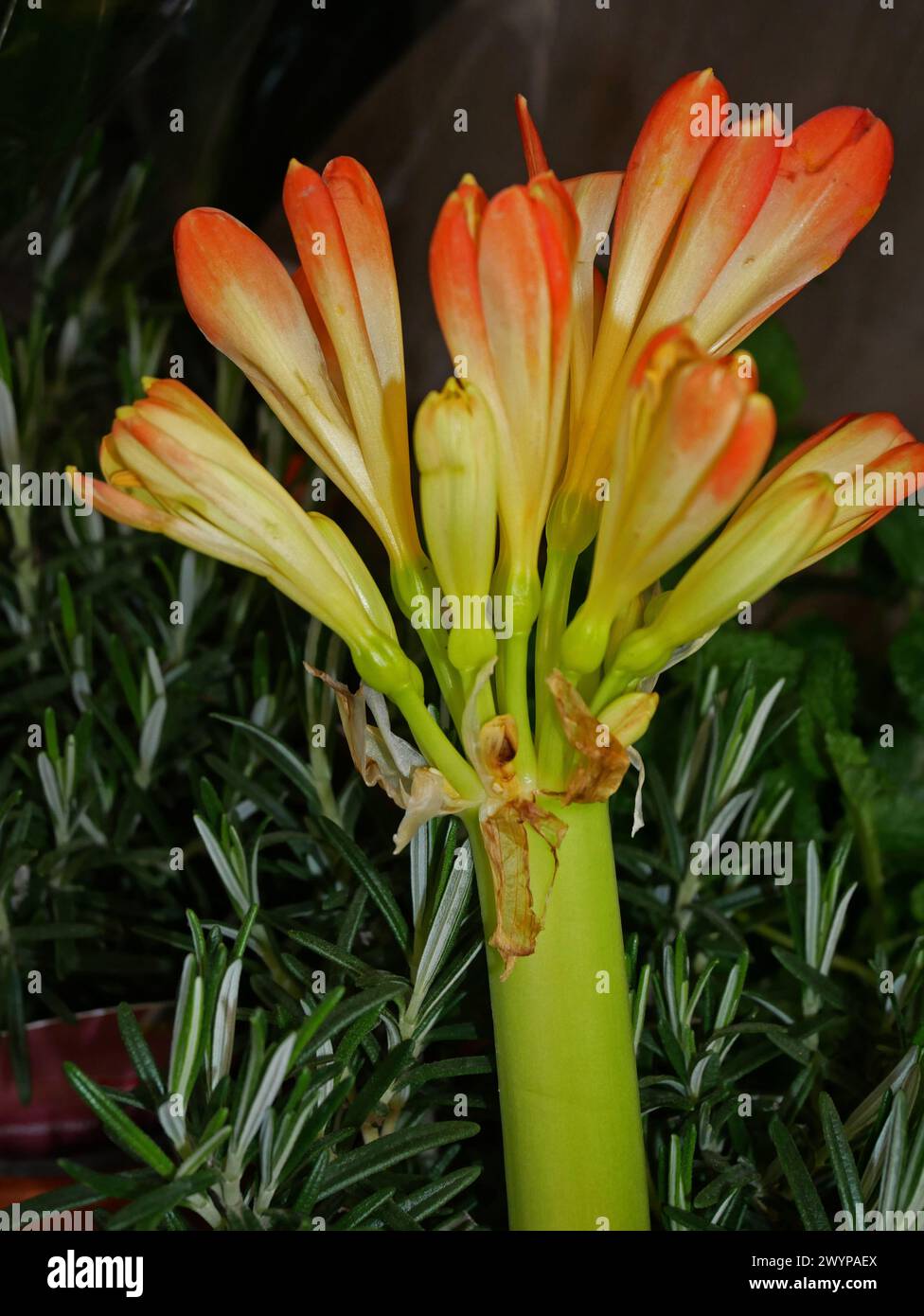 Clivia miniata close-up Stock Photo - Alamy