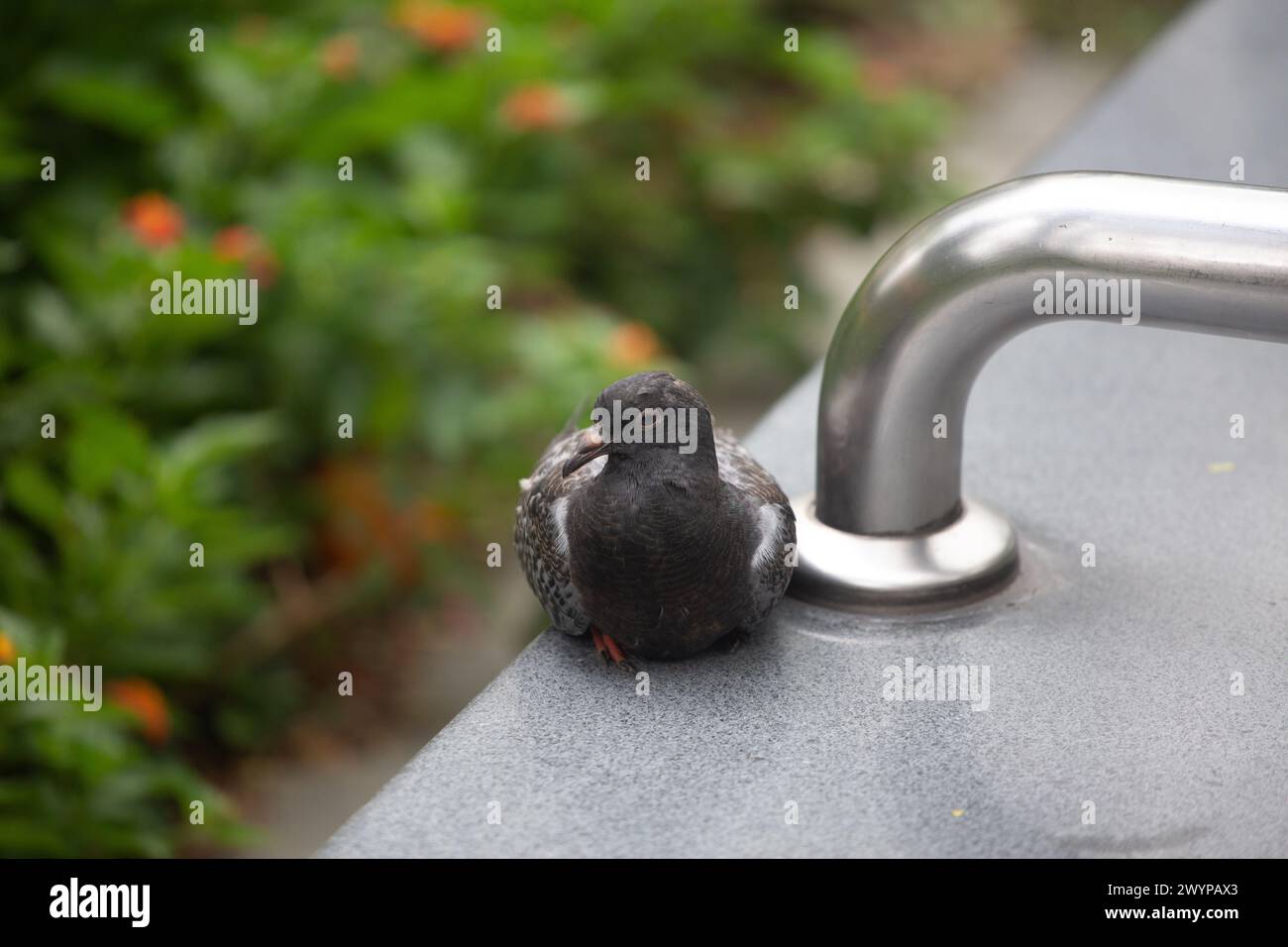 Tired Rock pigeon resting on edge of bench with eye open. they can be ...