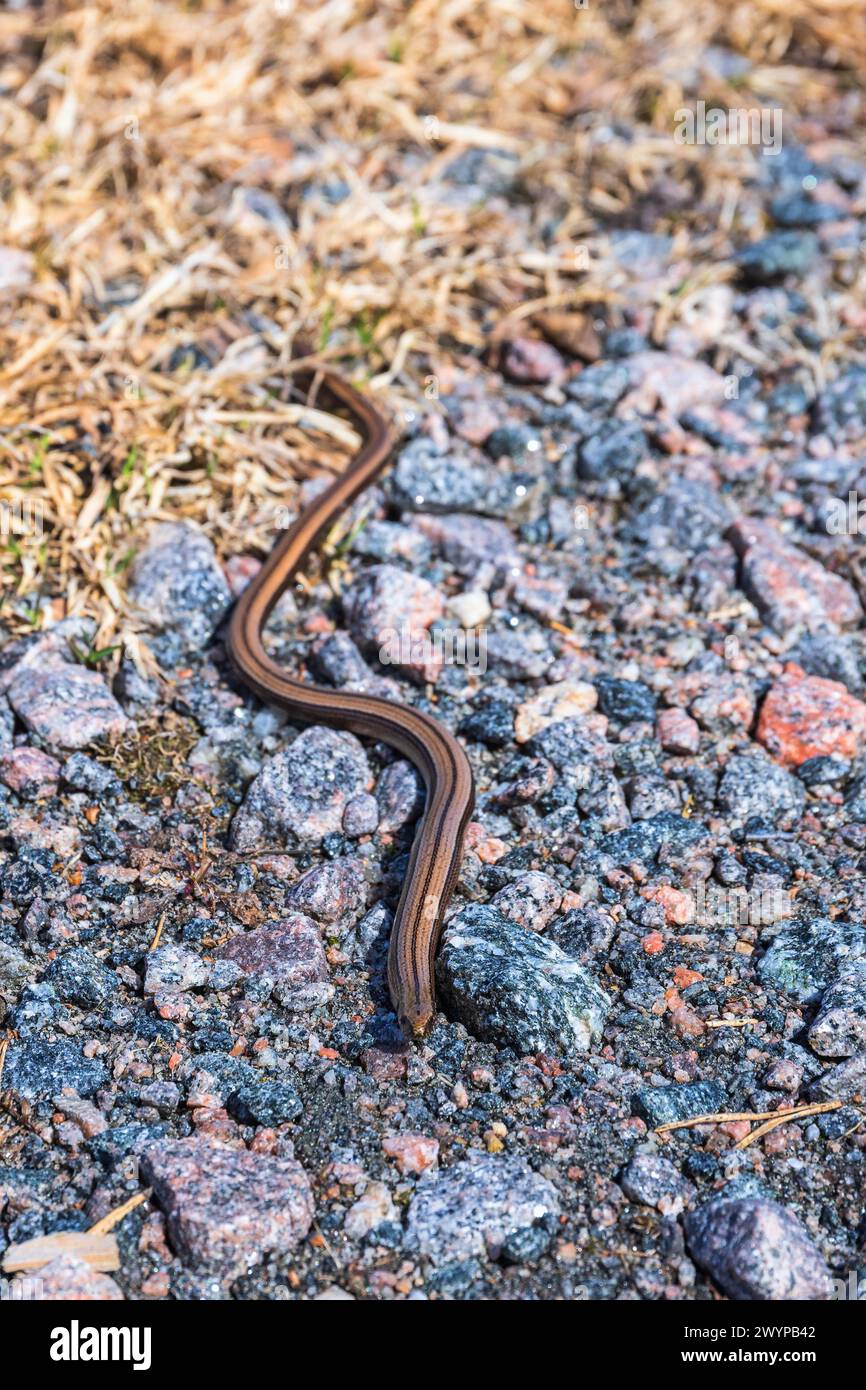 Slow worm basking in the spring sun Stock Photo - Alamy