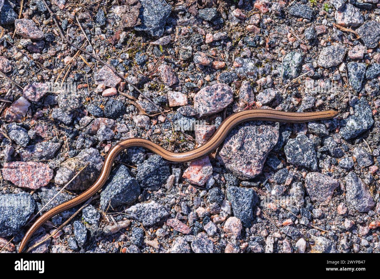 Copper coloured Slow worm crawling in the gravel Stock Photo - Alamy