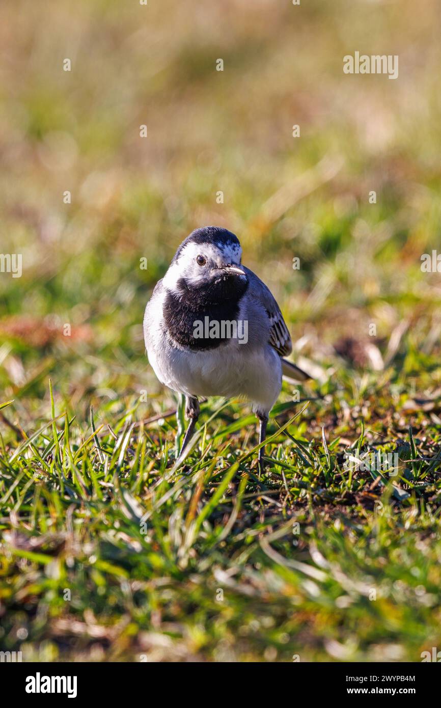 One white wagtail sitting hi-res stock photography and images - Alamy