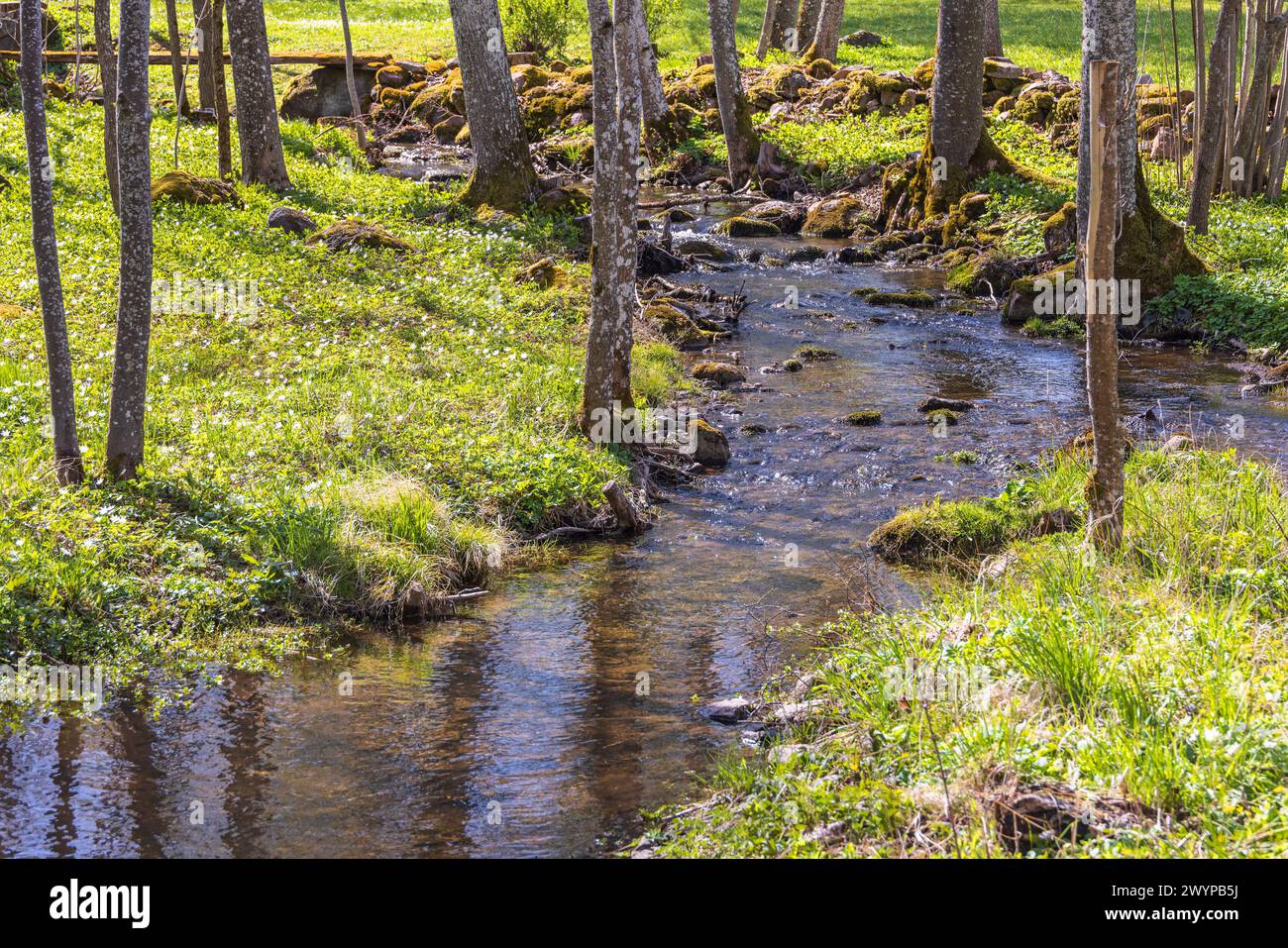 Sprout creek hi-res stock photography and images - Alamy