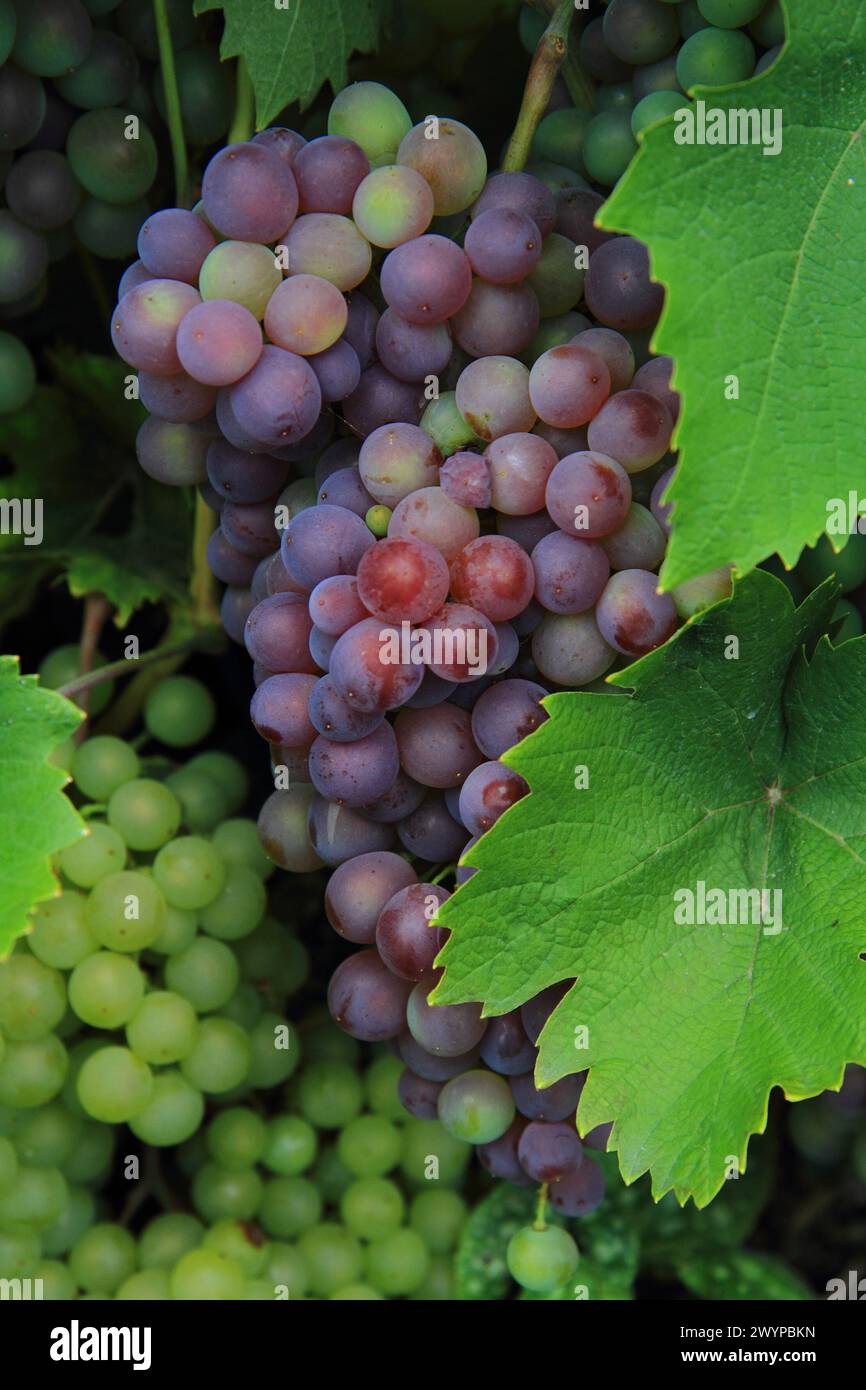 red and white grapes as nice natural background Stock Photo - Alamy