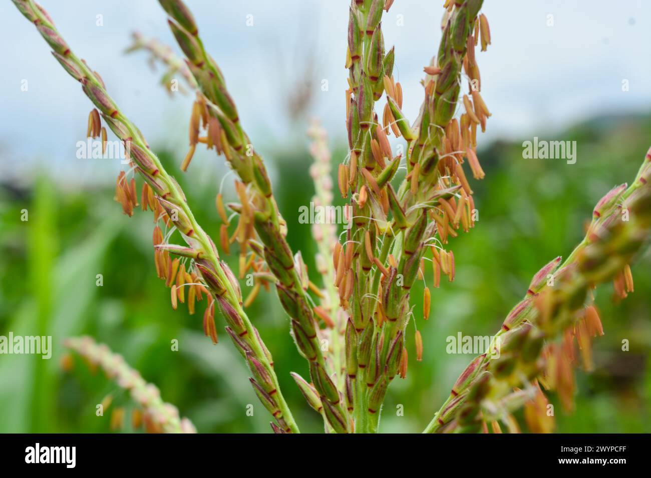 corn tree plant of flowers, stems, and leaves in a field Stock Photo ...