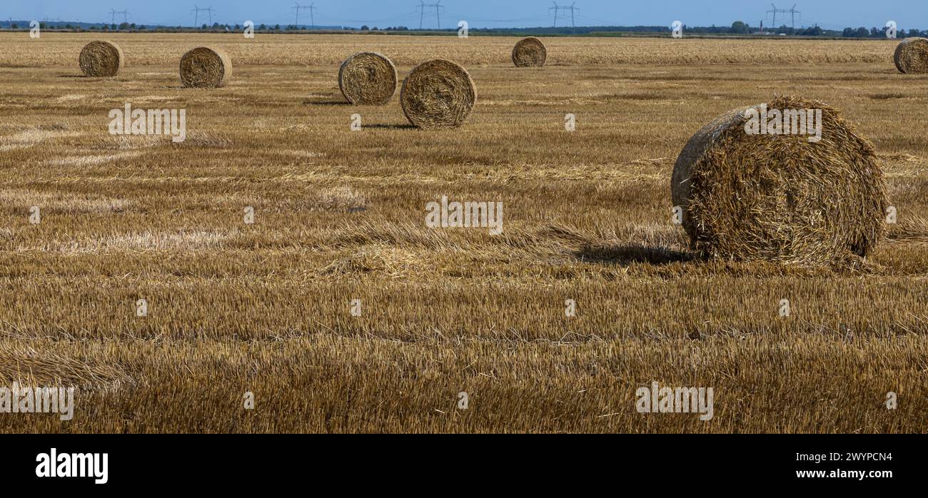 Stacks of straw - bales of hay, rolled into stacks left after ...