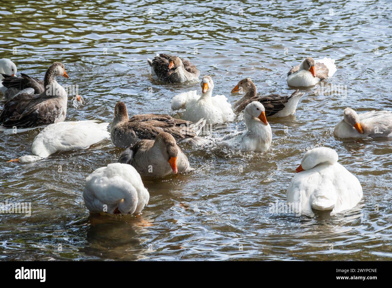 group of domestic white farm geese swim and splash water drops in dirty ...